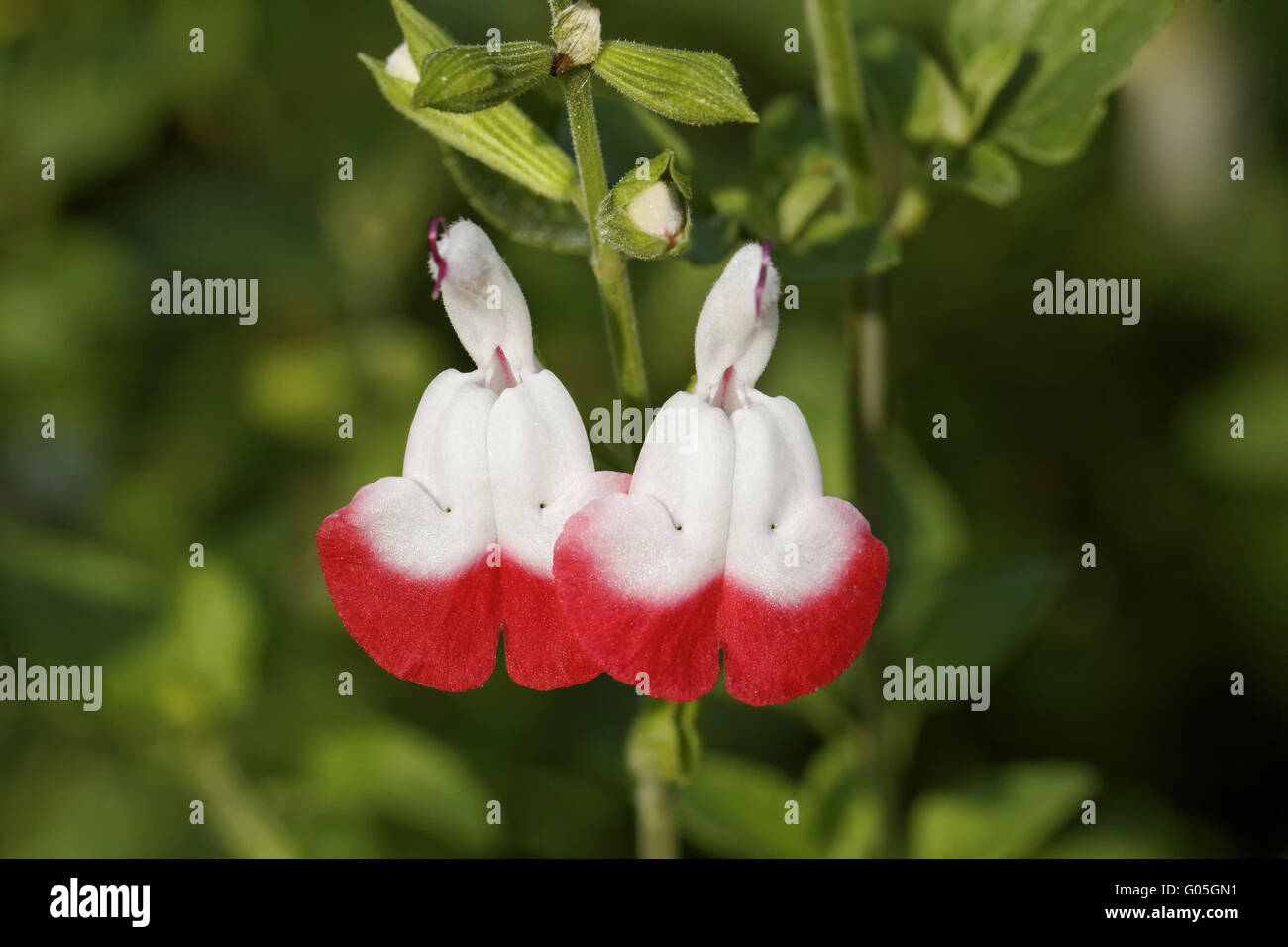 Salvia microphylla Hot Lips, Blackcurrent sage Stock Photo - Alamy