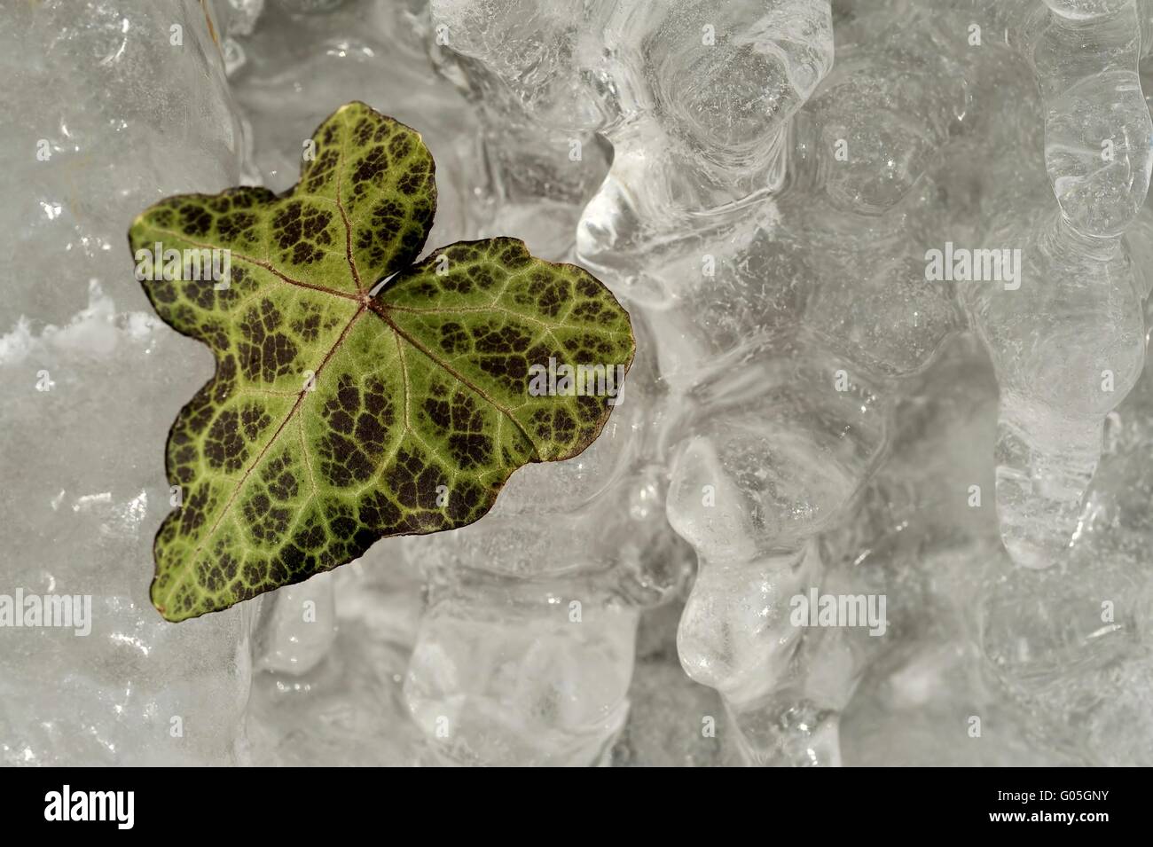 ivy in the winter Stock Photo - Alamy