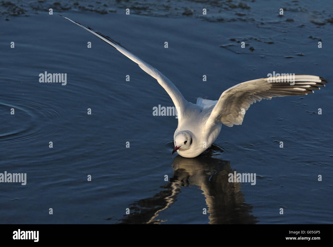 seagull in flight Stock Photo - Alamy
