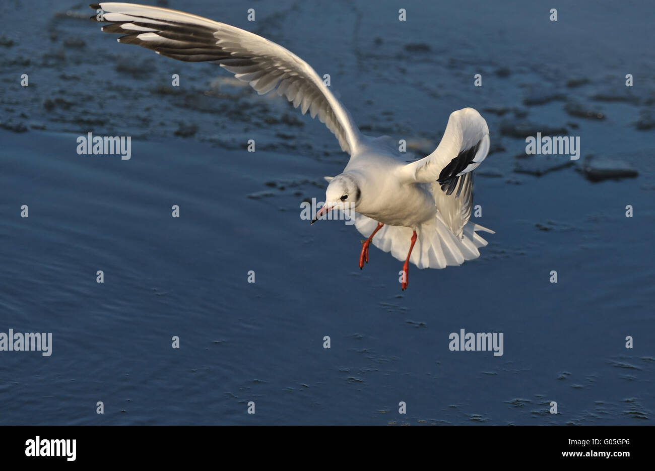 seagull in flight Stock Photo - Alamy