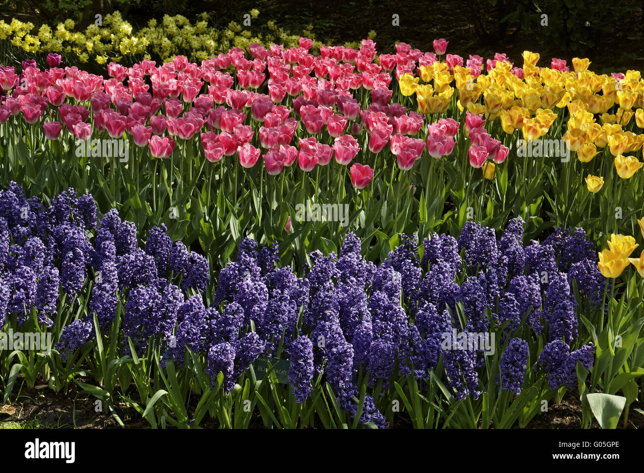 Hyacinthus orientalis Blue Jacket, Garden hyacinth Stock Photo - Alamy