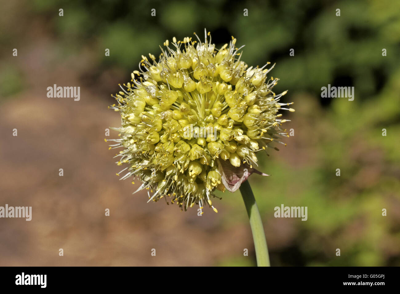 Allium obliquum, Twistedleaf Garlic, Twisted Leaf Stock Photo - Alamy