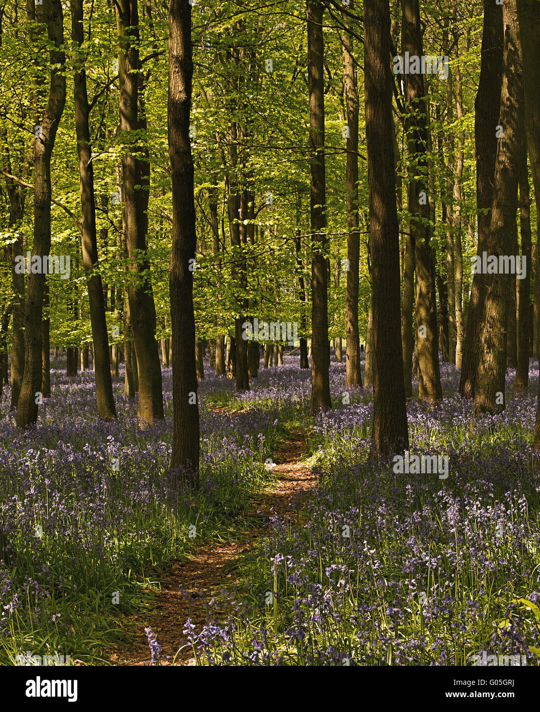 The beauty of wild flowers in the UK in Spring Stock Photo - Alamy