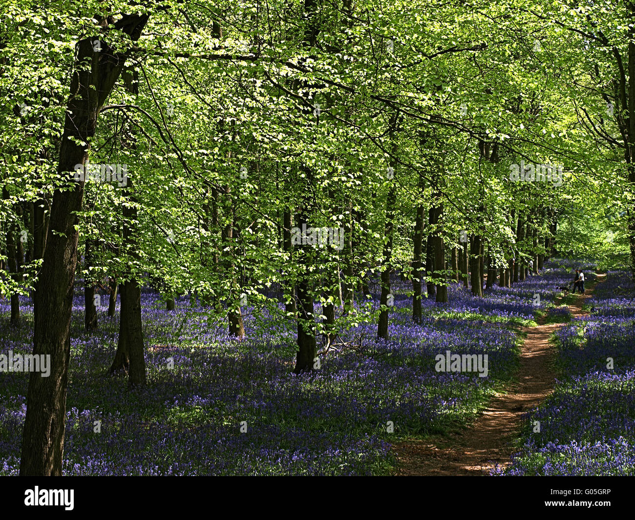 The natural beauty of wild flowers in the UK in Spring Stock Photo - Alamy