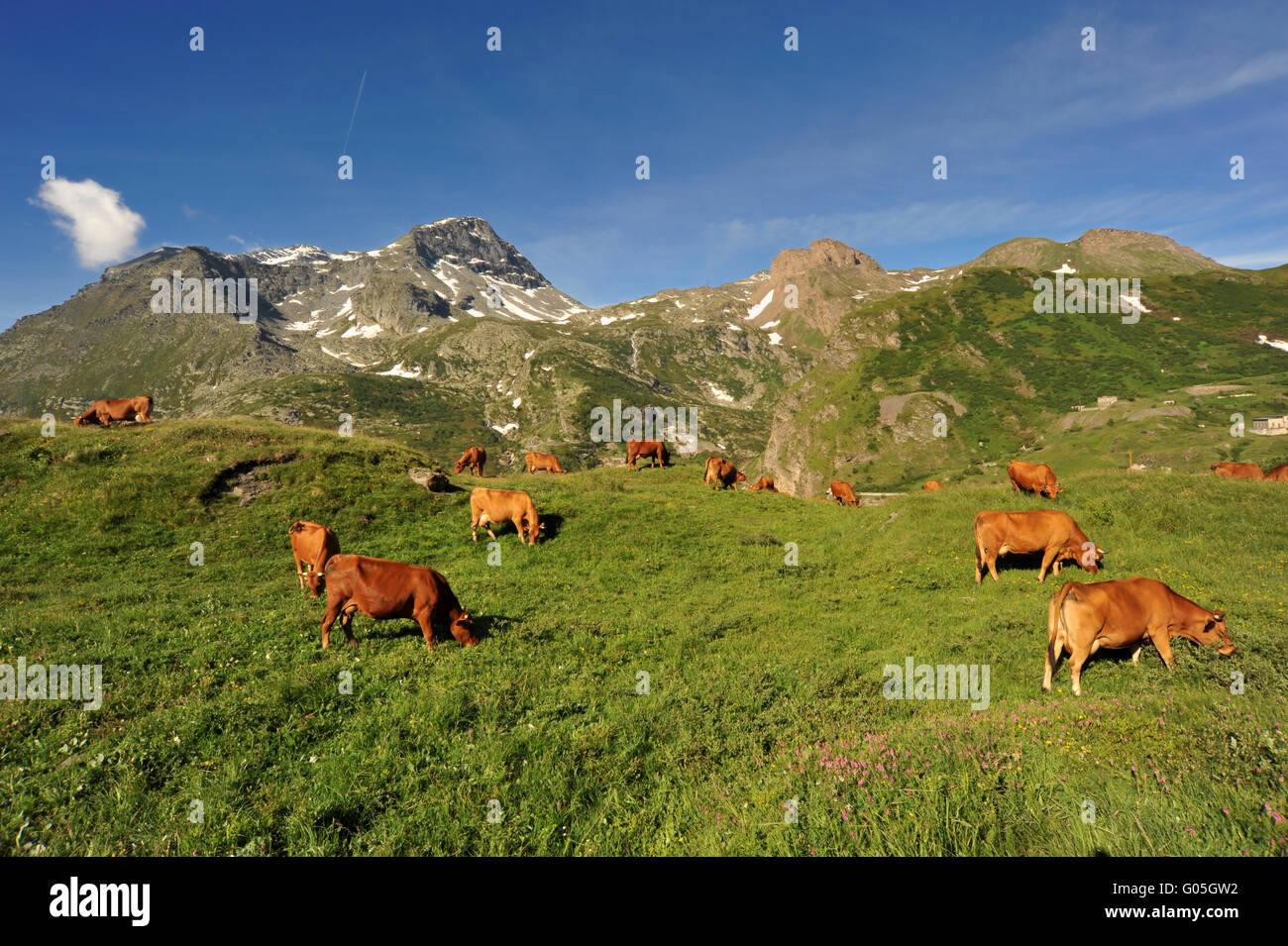Cows in mountain hi-res stock photography and images - Alamy