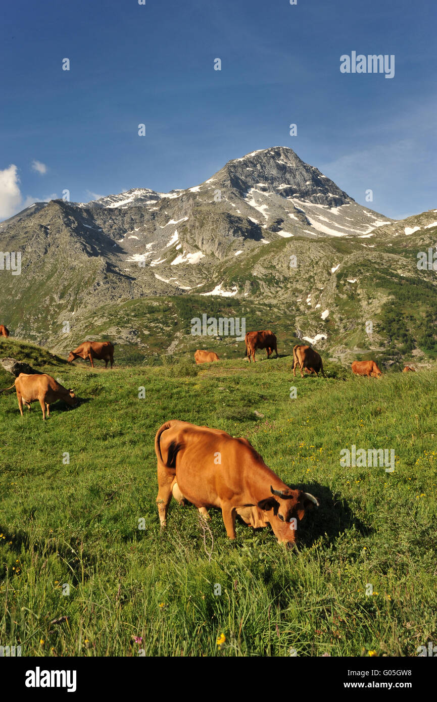Cows in mountain Stock Photo - Alamy