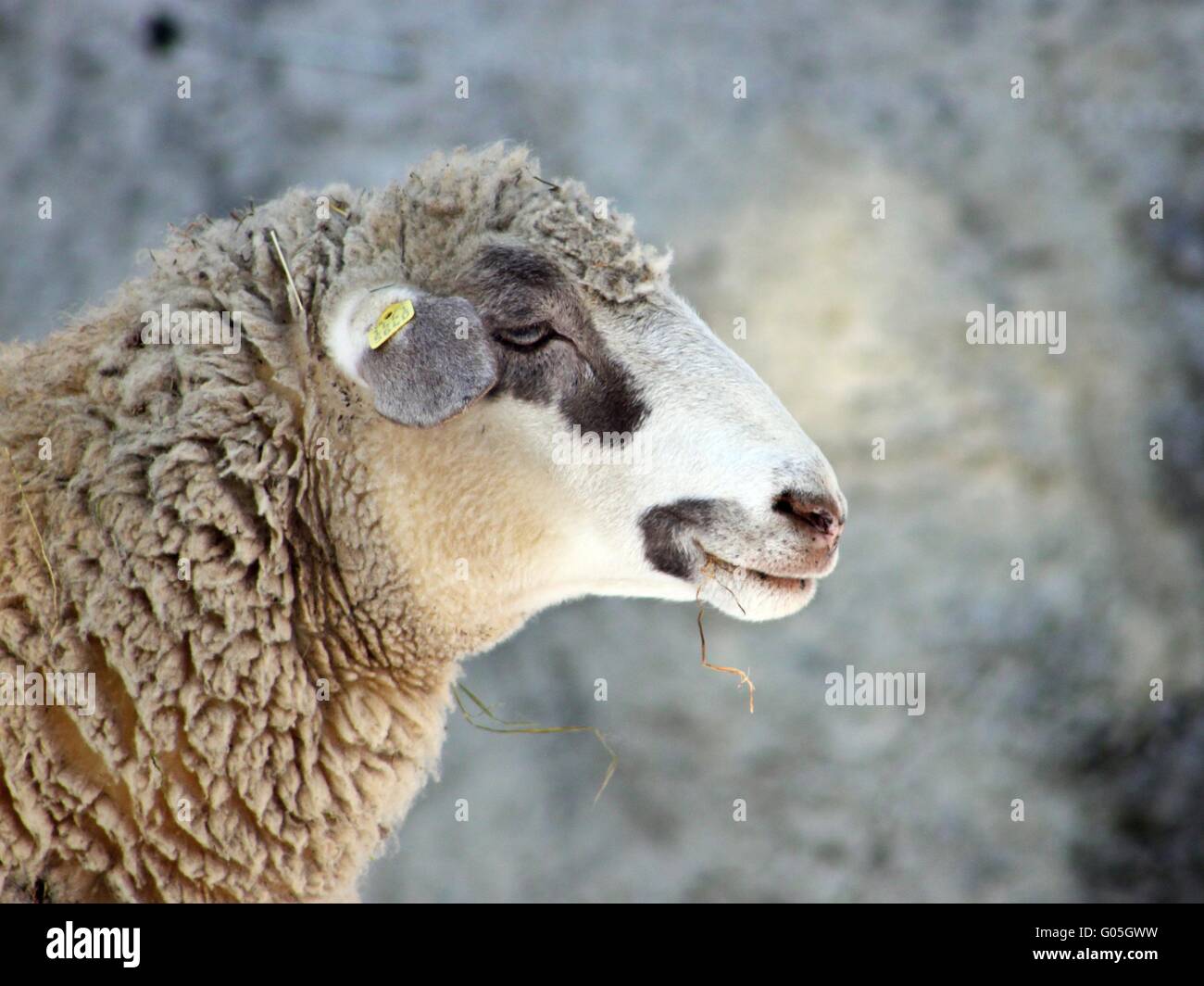 Mirror sheep hi-res stock photography and images - Alamy