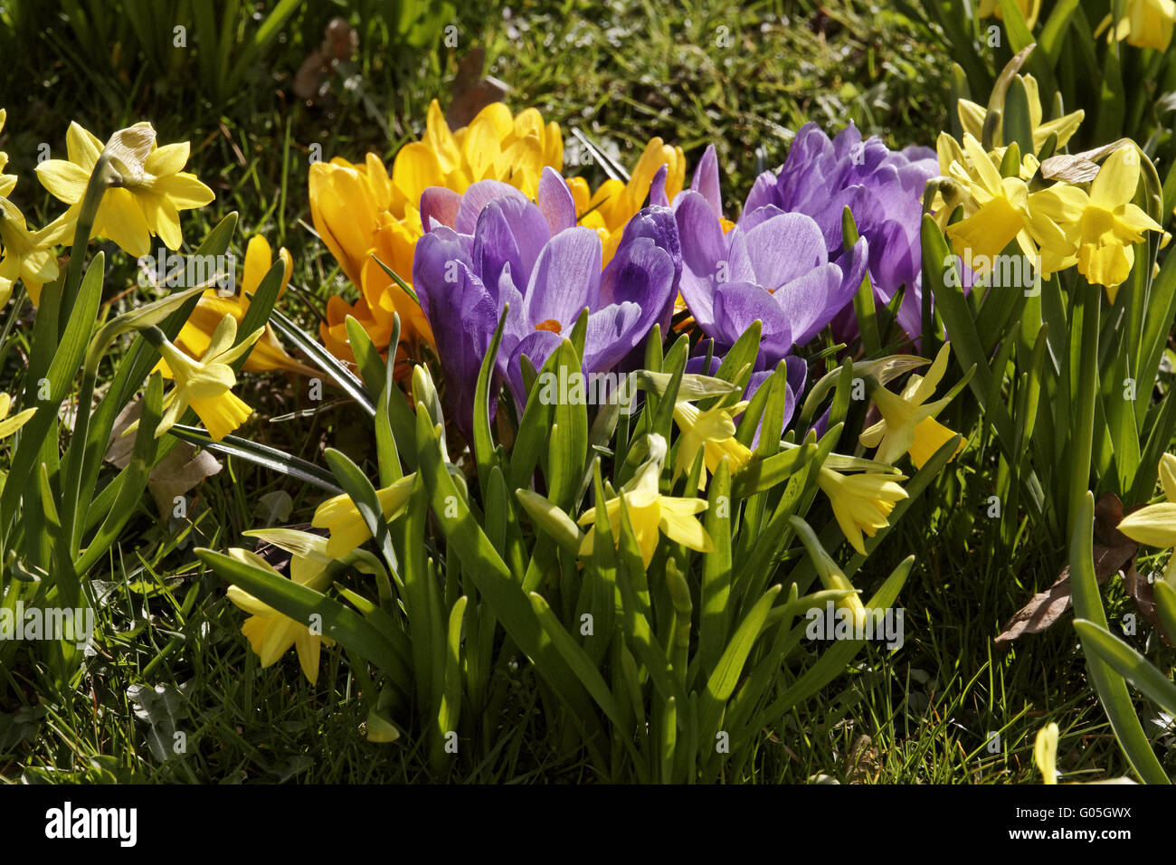 Crocus Hybride High Resolution Stock Photography and Images - Alamy