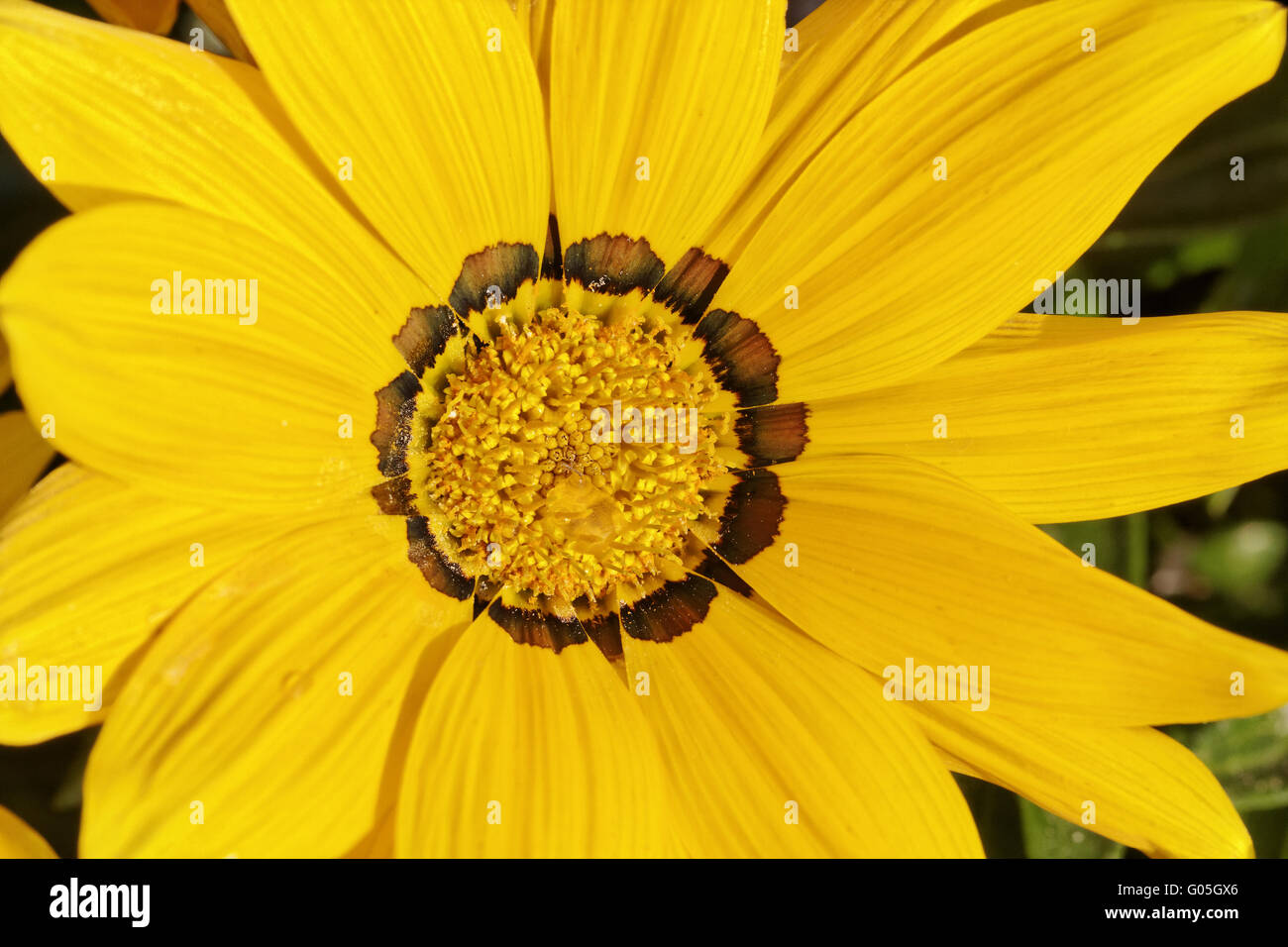 Gazania splendens Kiss Yellow, Treasure flower Stock Photo - Alamy