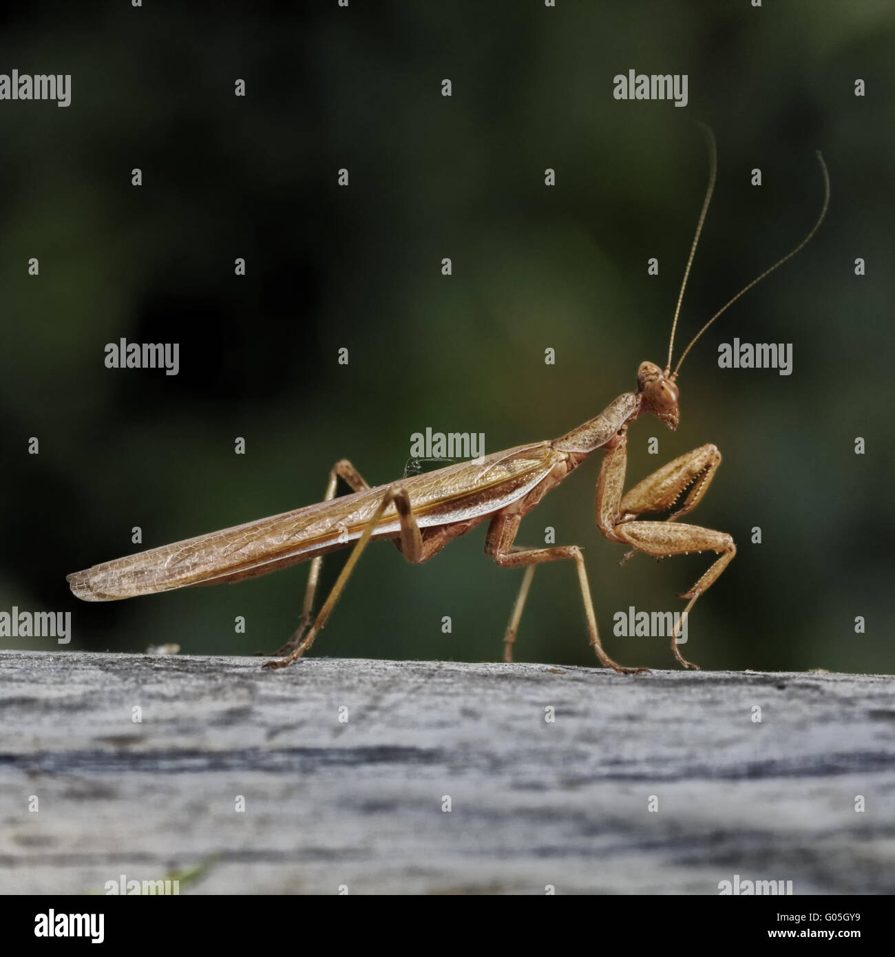 Mantis religiosa, European Mantis, Praying Mantis Stock Photo - Alamy