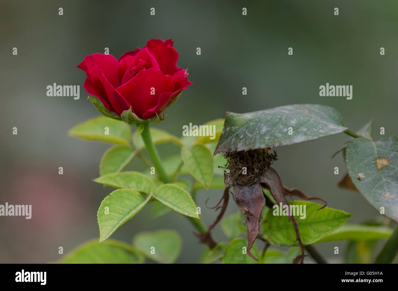 A red rose in garden Stock Photo - Alamy