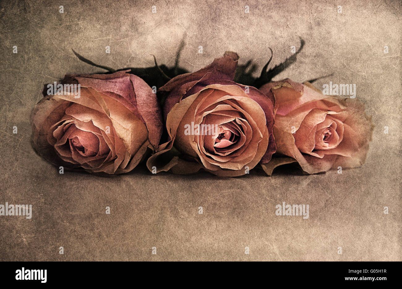 Rose nostalgie hi-res stock photography and images - Alamy