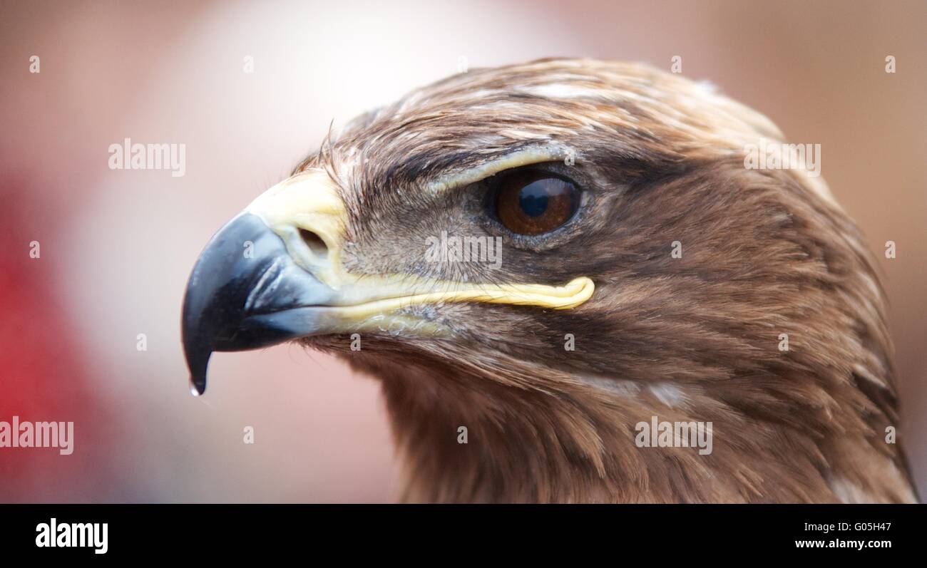 Head of a hawk in profile Stock Photo - Alamy