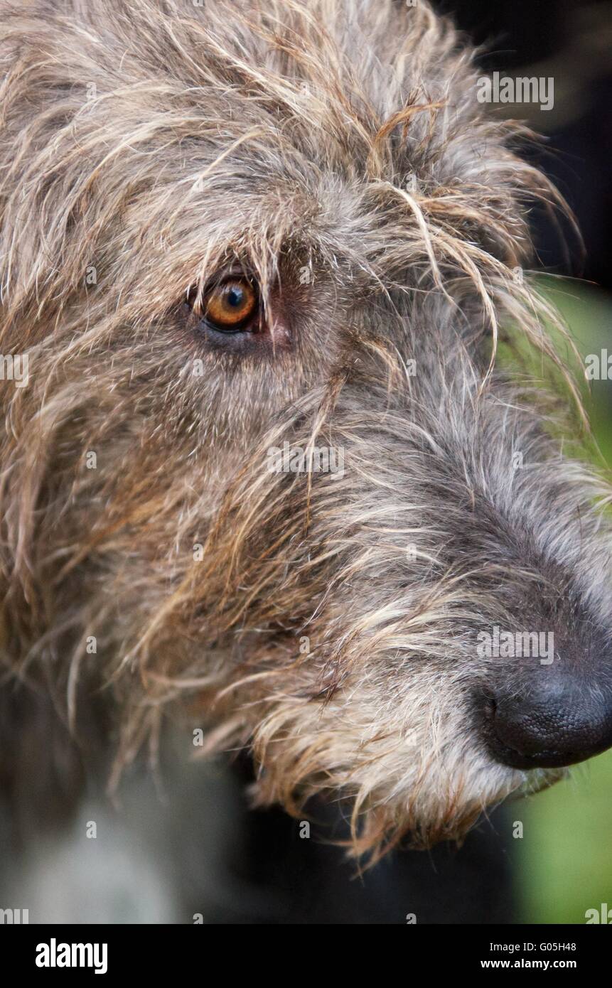 Portrait of a wolfhound Stock Photo - Alamy