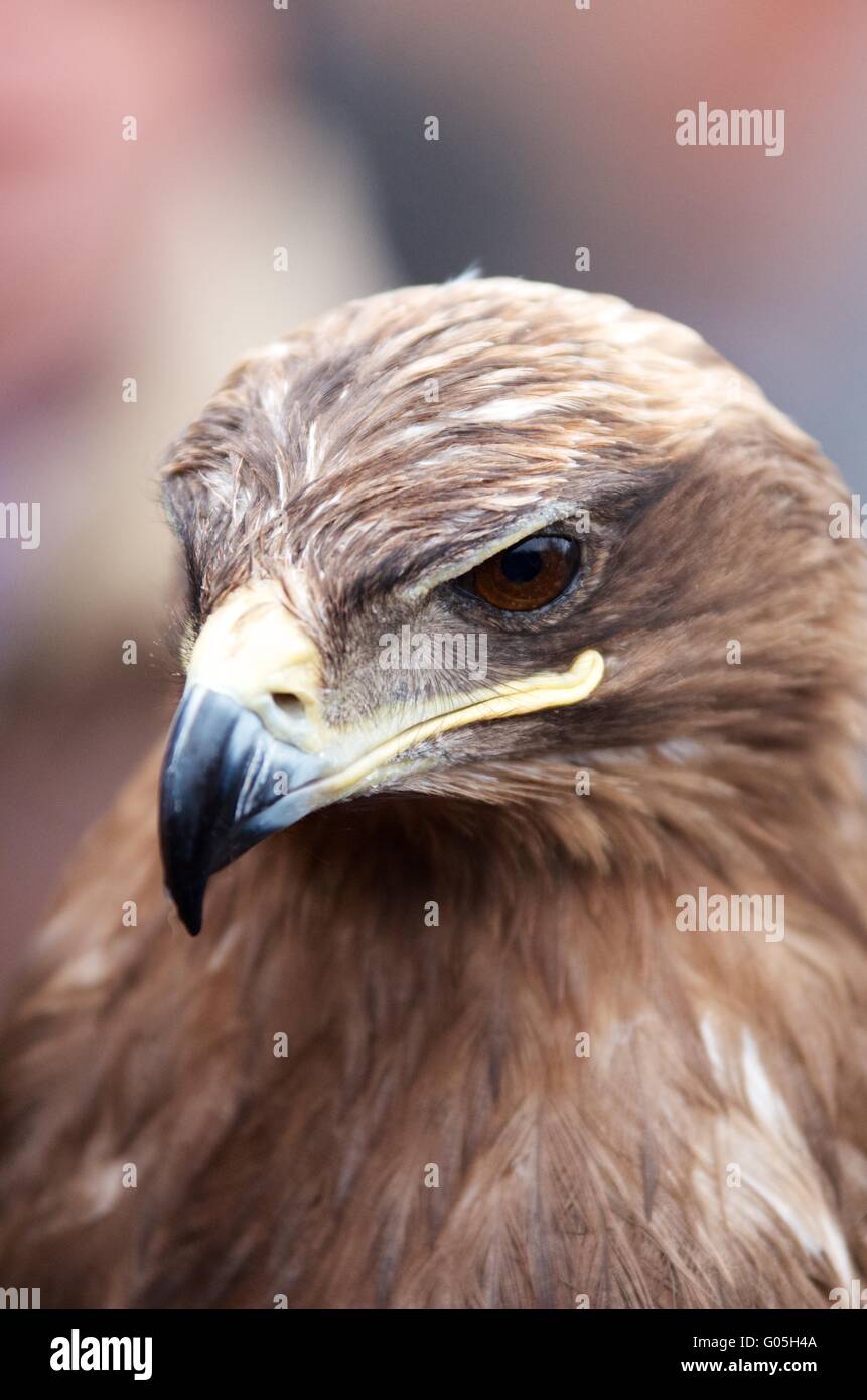 Head of an alert hawk, closeup portrait Stock Photo - Alamy