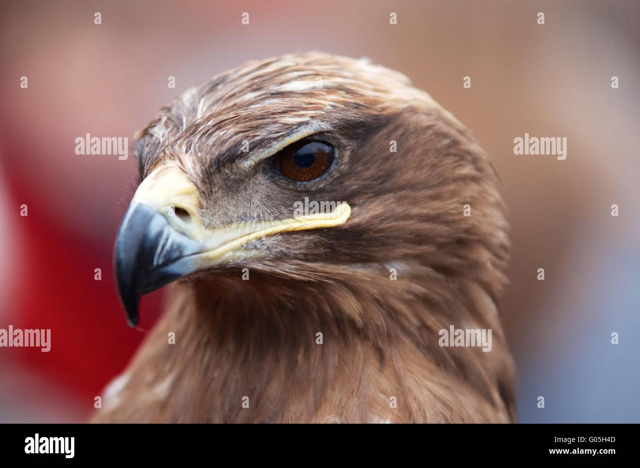 Head of an alert hawk Stock Photo - Alamy