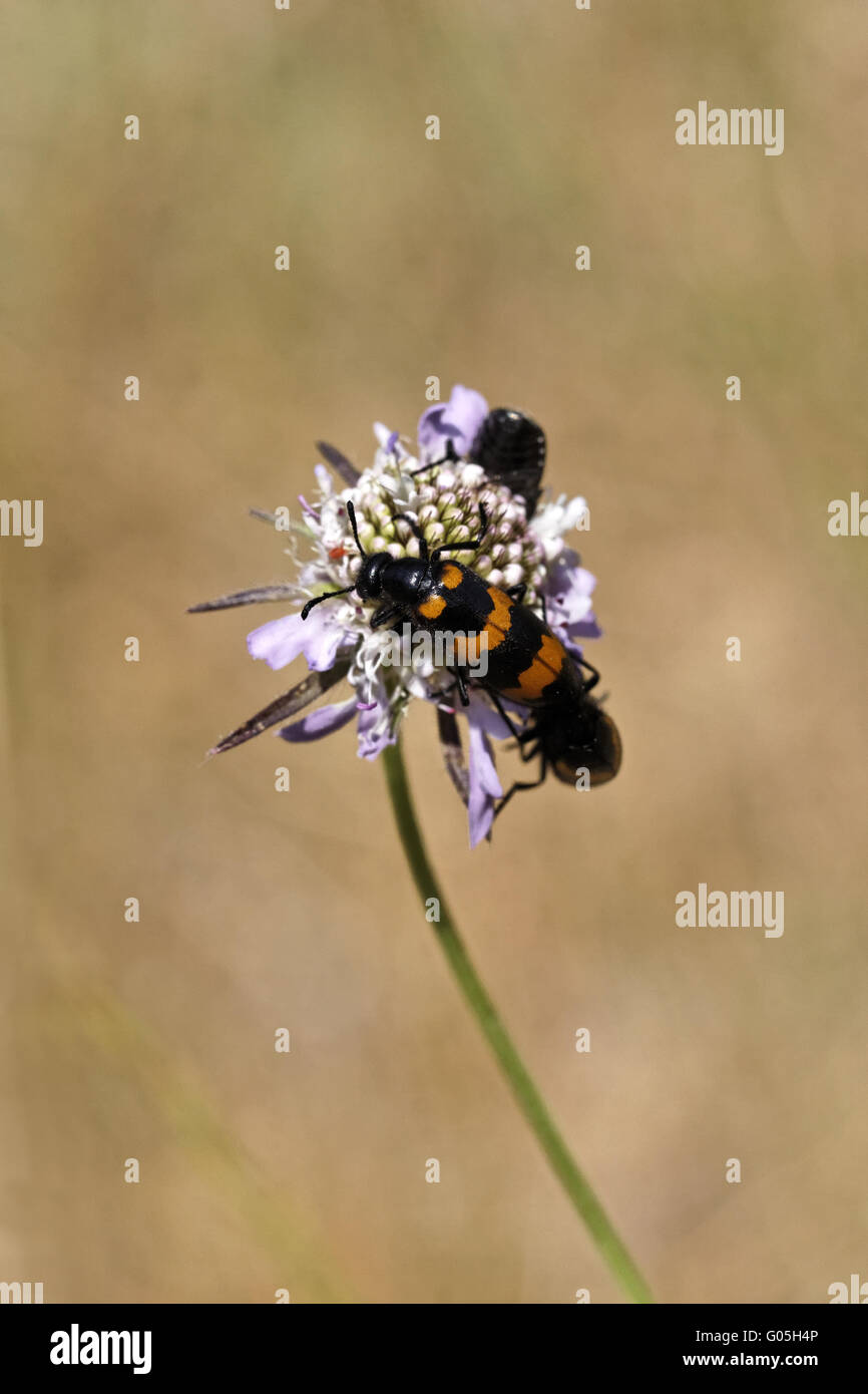 Mylabris variabilis, Blister beetle, Oil beetle Stock Photo - Alamy