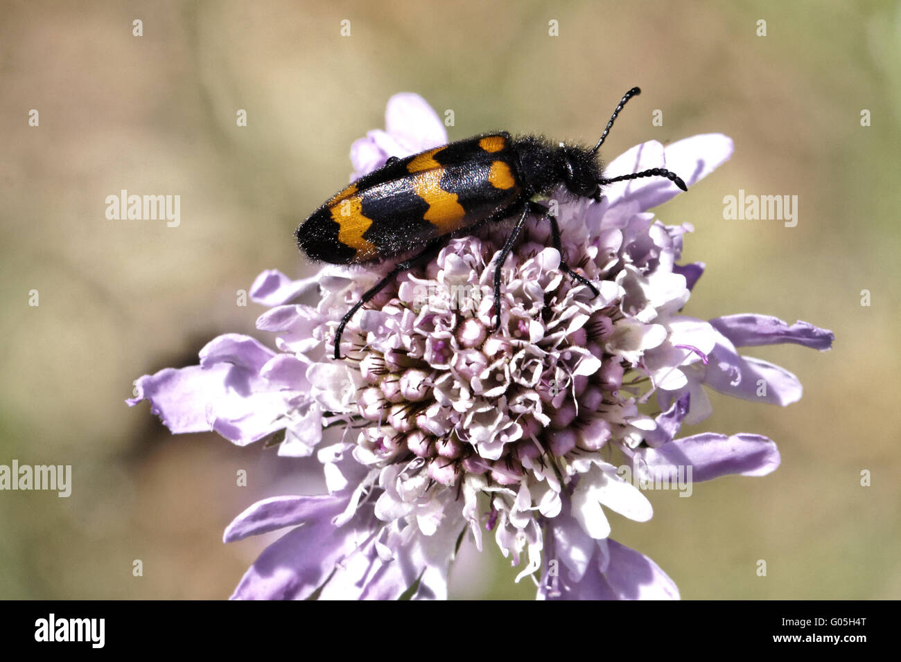 Blister beetle mylabris variabilis hi-res stock photography and images ...