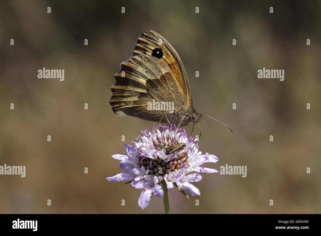 Maniola jurtina, Meadow Brown butterfly (female Stock Photo - Alamy
