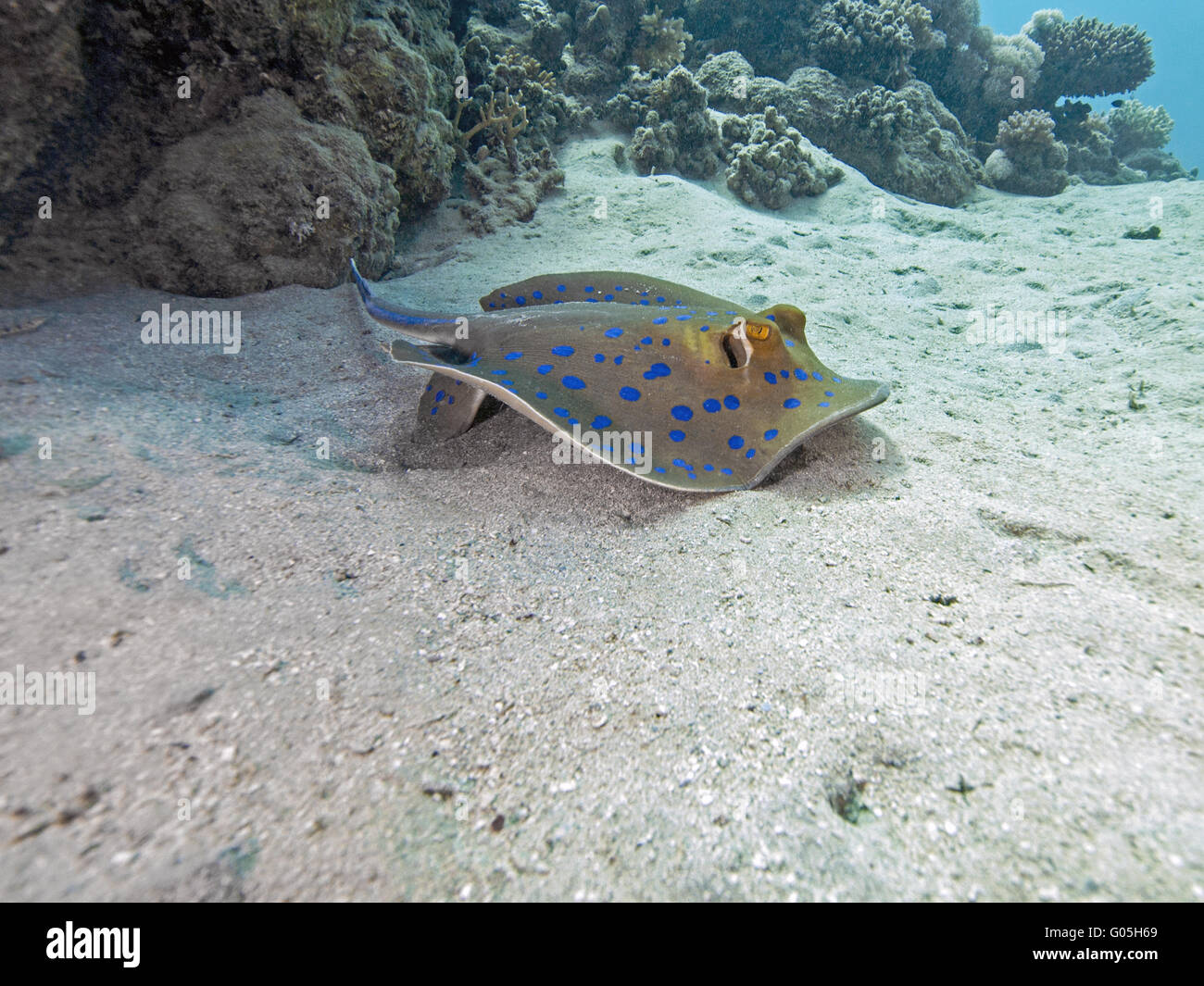 bluespotted ribbontail ray Stock Photo - Alamy