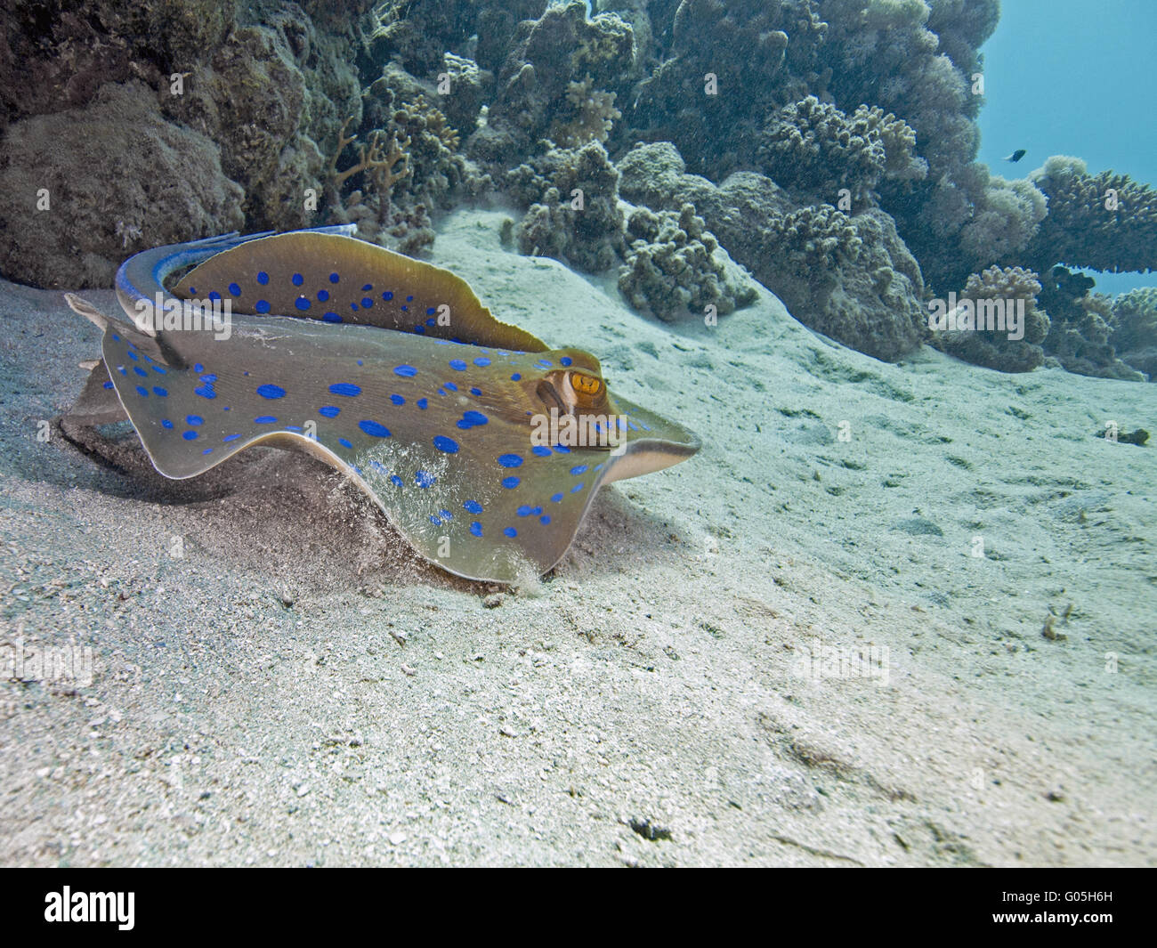 Ribbontail stingrays hi-res stock photography and images - Alamy
