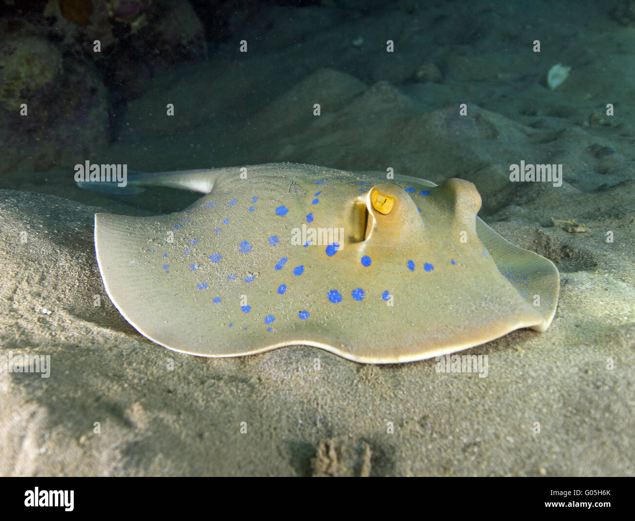 bluespotted ribbontail ray Stock Photo - Alamy