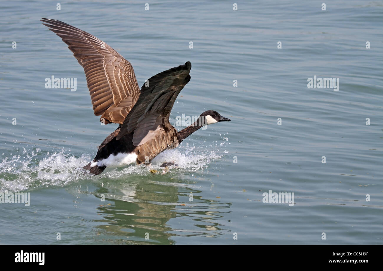 Geese goose takeoff start hi-res stock photography and images - Alamy