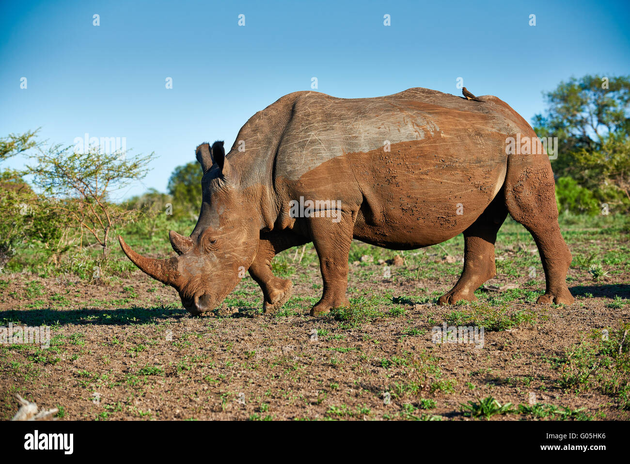 Southern white rhinoceros (Ceratotherium simum), Hluhluwe–Imfolozi Park ...