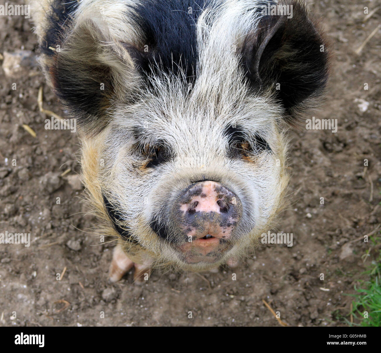 Friendly animals to color hi-res stock photography and images - Alamy