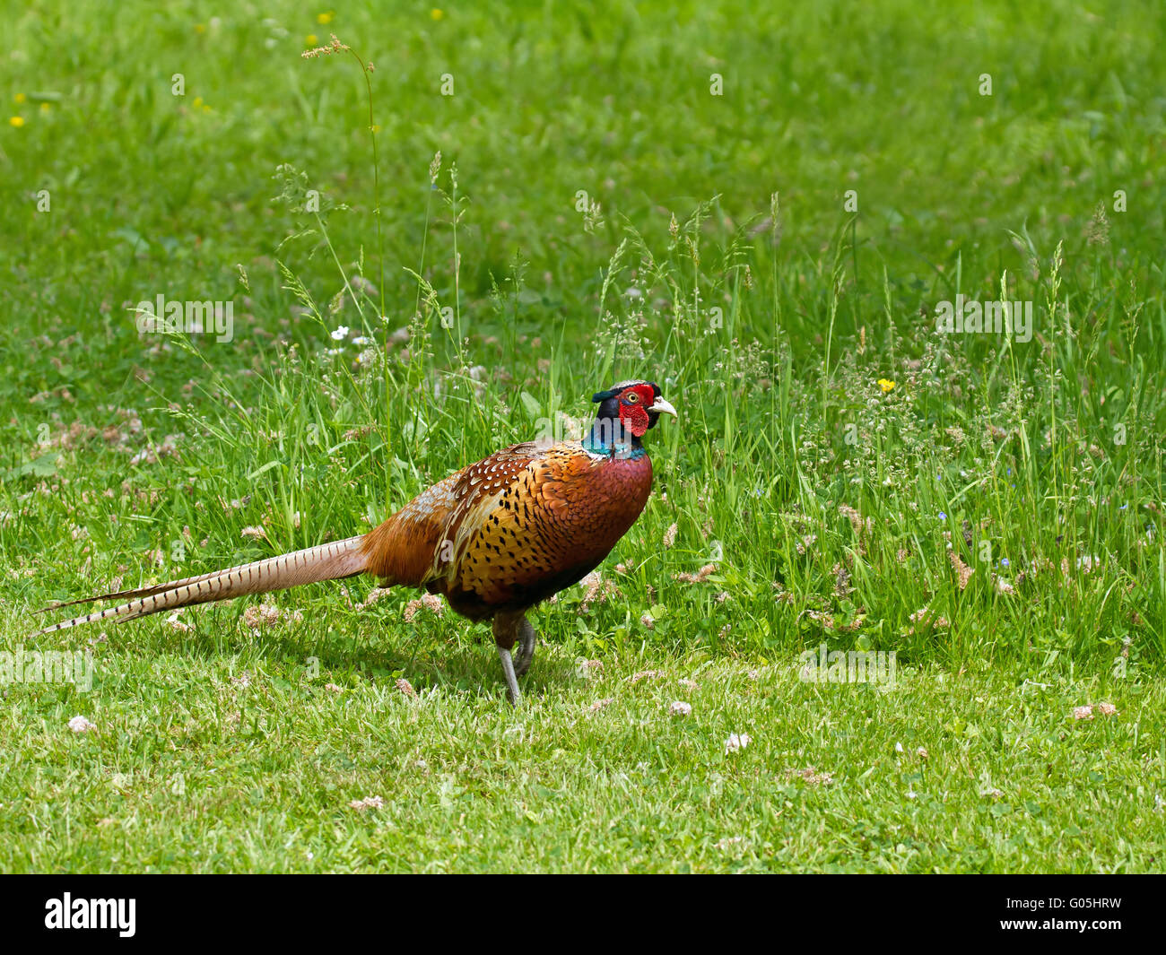 Cock Common Pheasant showing beautiful coloured plumage and red eye wattle Stock Photo - Alamy