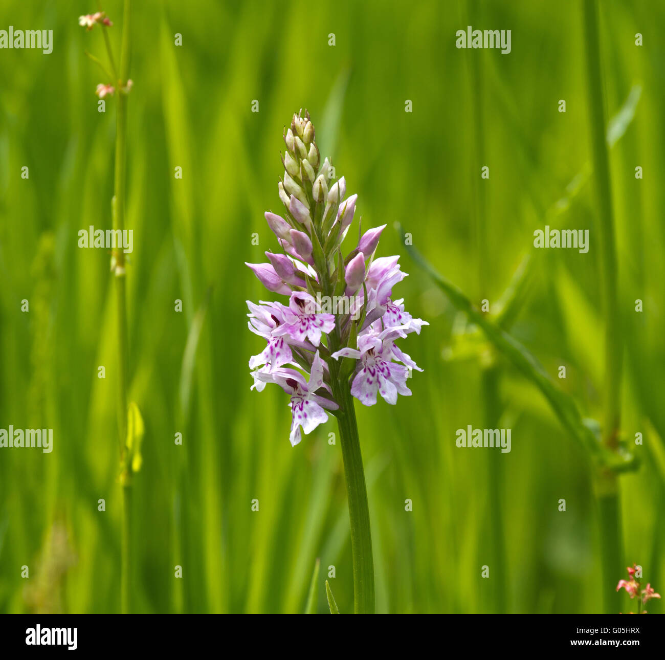 English countryside in may hi-res stock photography and images - Alamy