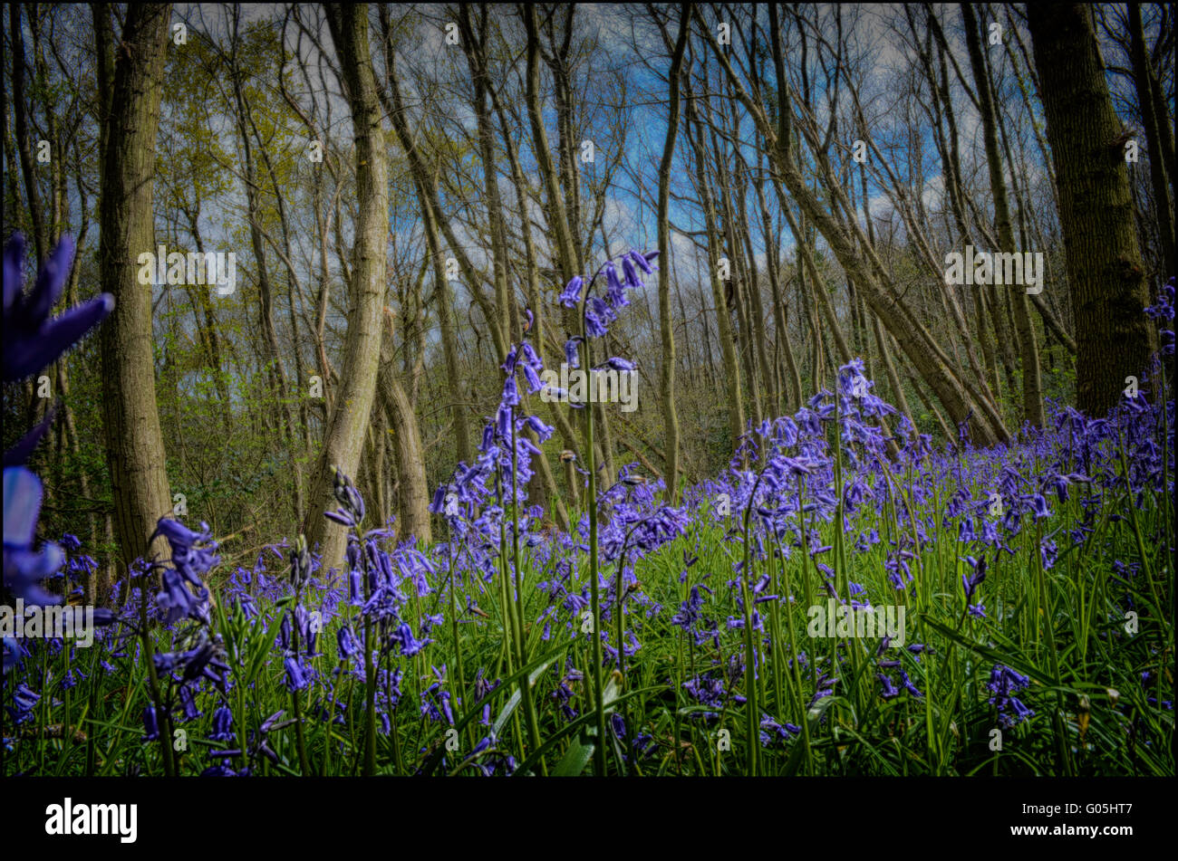 Bluebell Woods in Spring Stock Photo - Alamy