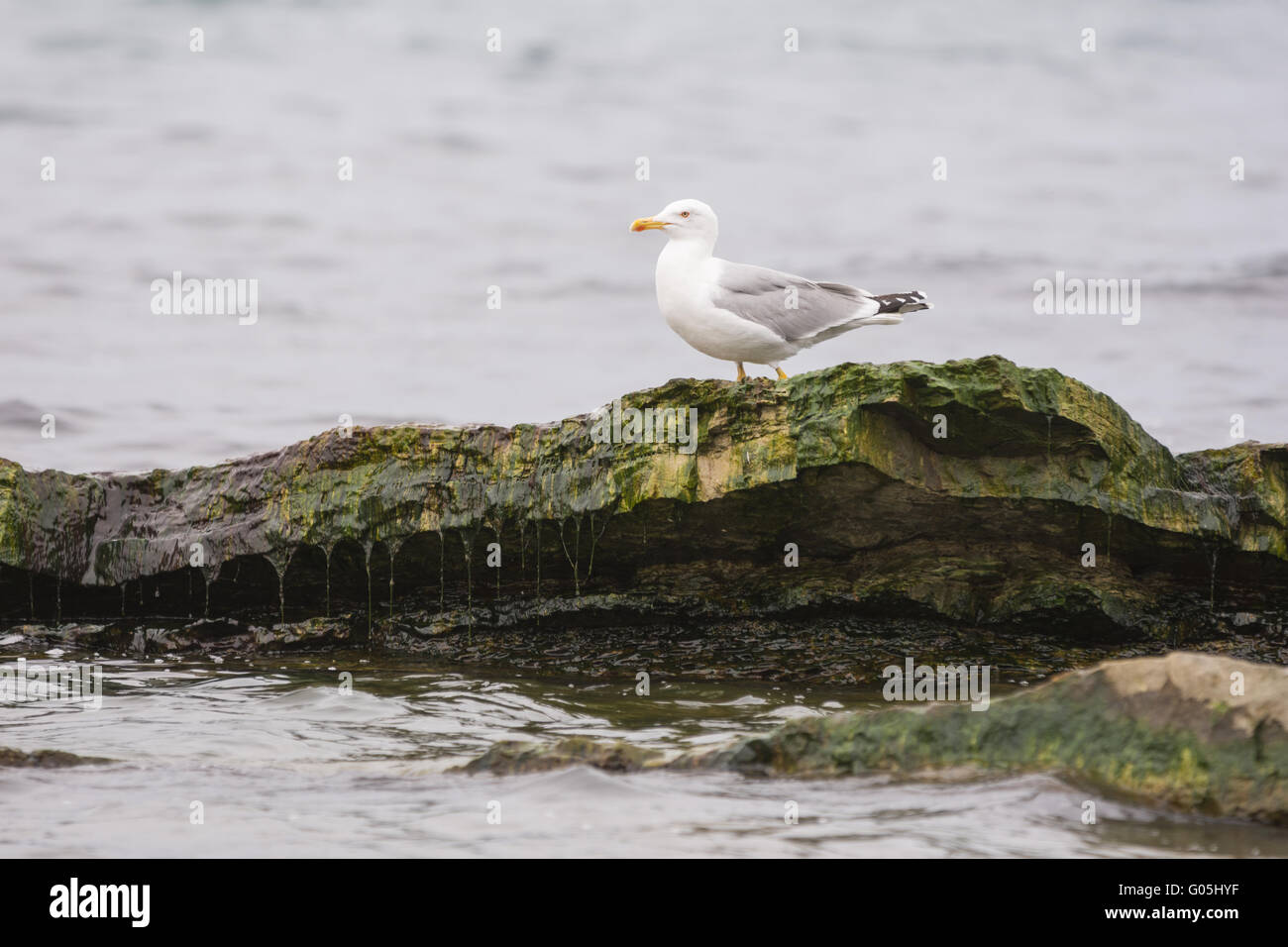 Seagull sitting on a rock towering above the water surface Stock Photo ...