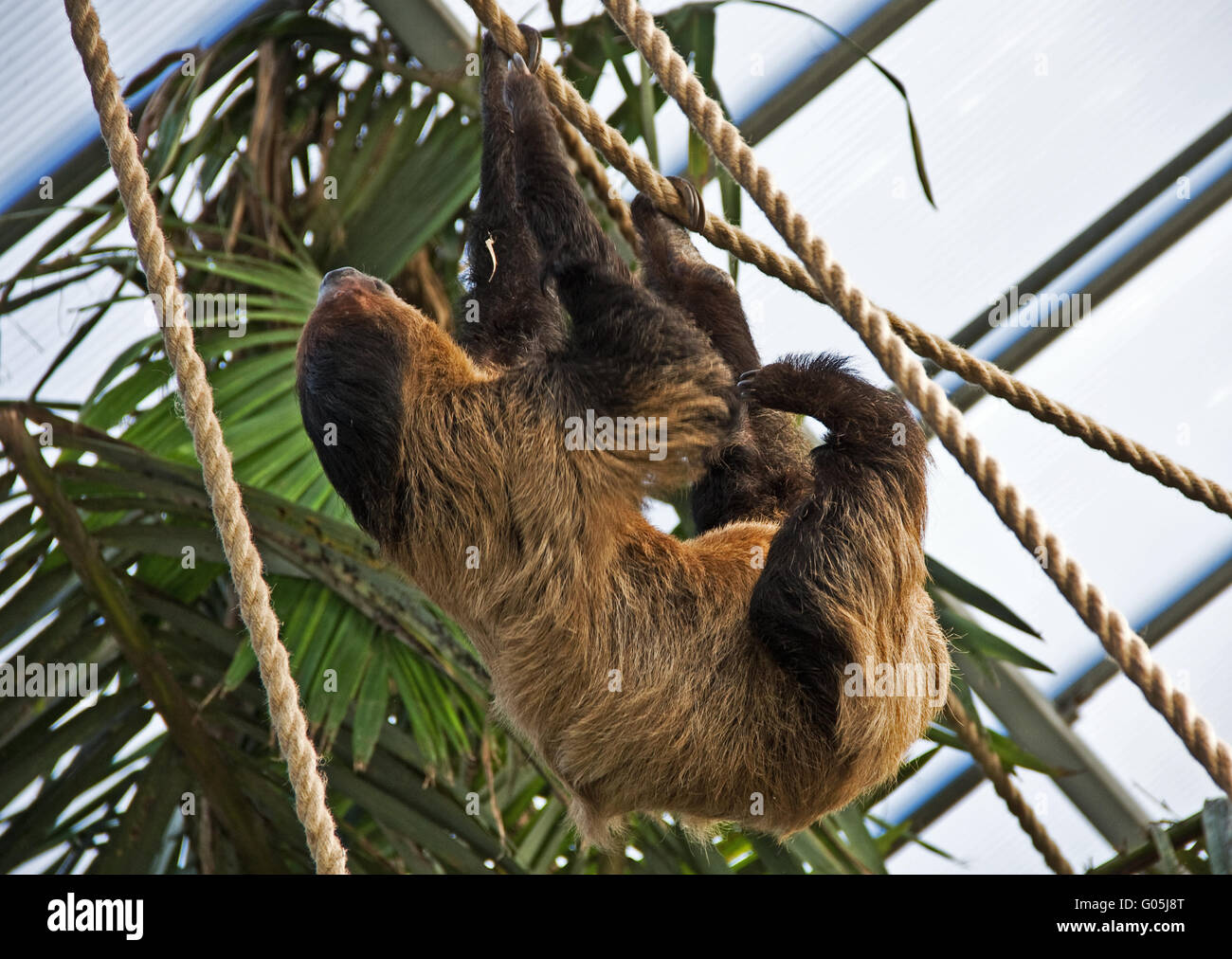 Sid the Sloth Stock Photo - Alamy
