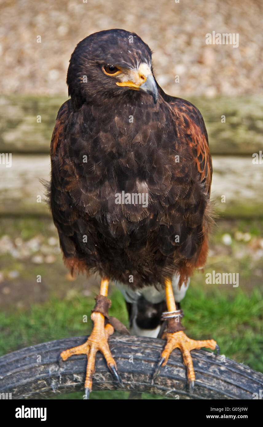 Harris hawk nature hi-res stock photography and images - Alamy
