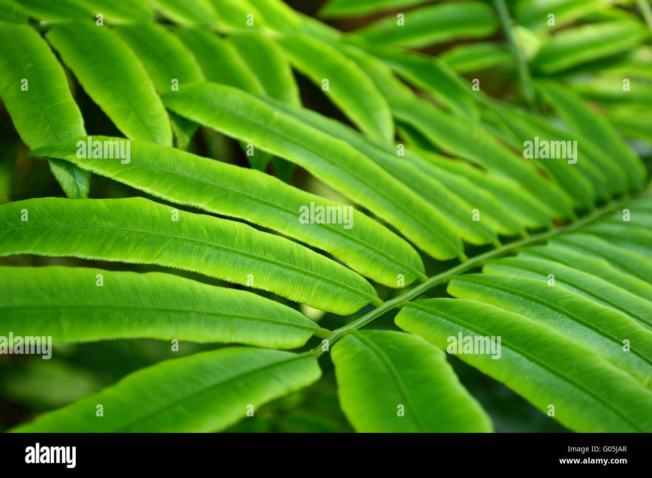 Giant Fern leaves, Angiopteris evecta, Family Marattiaceae, Central of ...