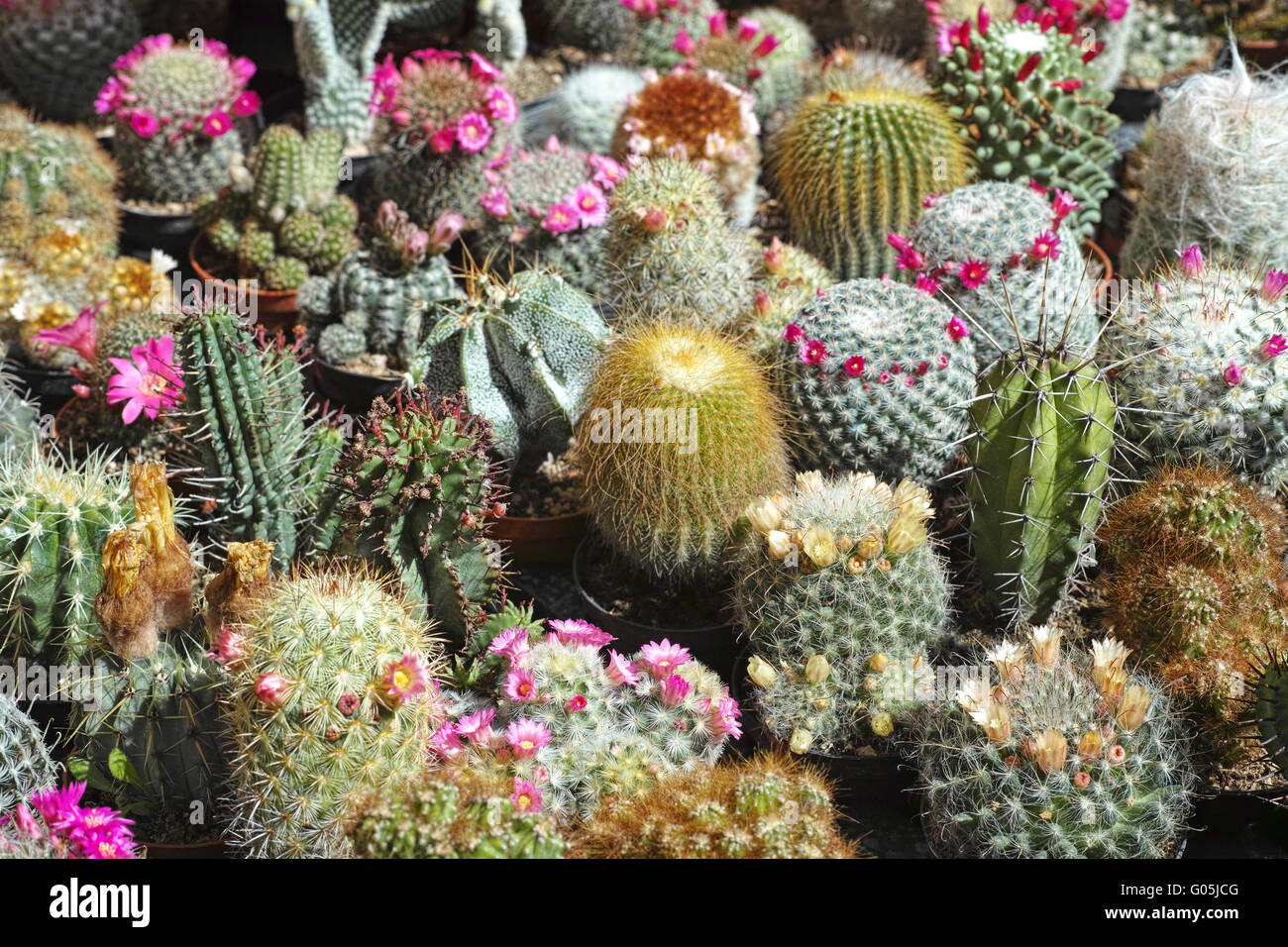 Cacti collection, flowering Stock Photo - Alamy