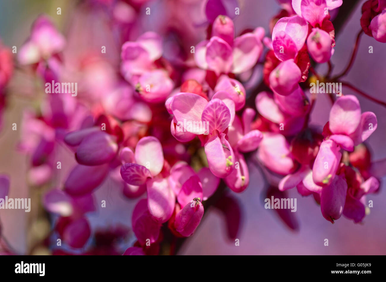 Dreamy image of a delicate pink tree flower in spring Stock Photo - Alamy