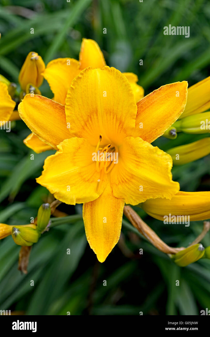 Yellow beautiful lily with natural background Stock Photo - Alamy