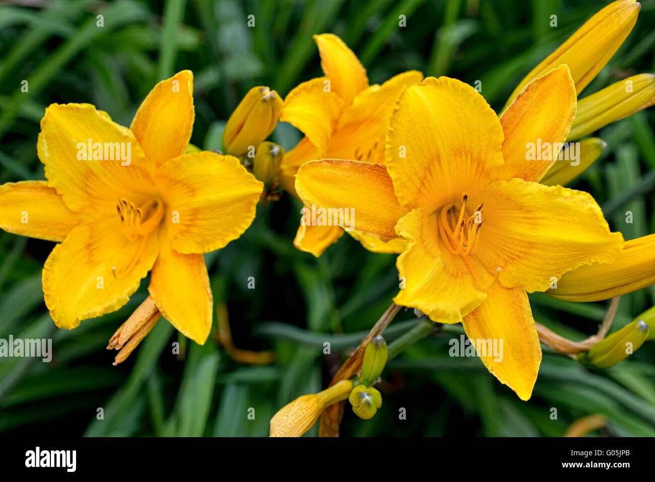 Yellow beautiful lily with natural background Stock Photo - Alamy