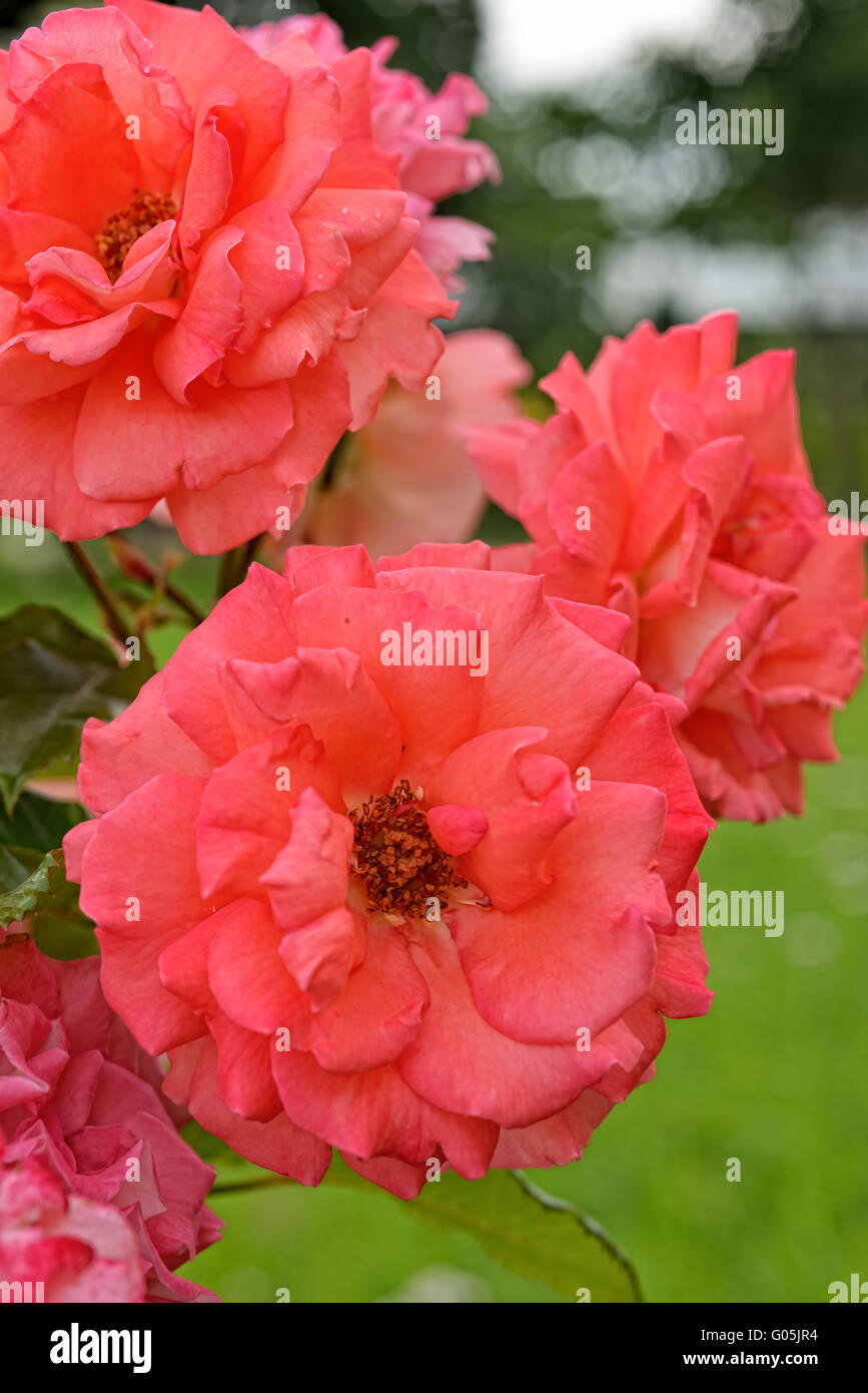 Beautiful red roses with nature background. Close up Stock Photo - Alamy
