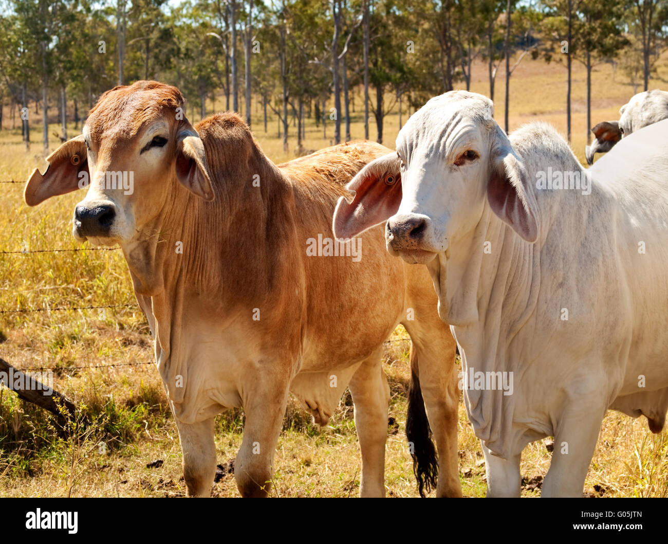 Brahman breed of cattle hi-res stock photography and images - Alamy