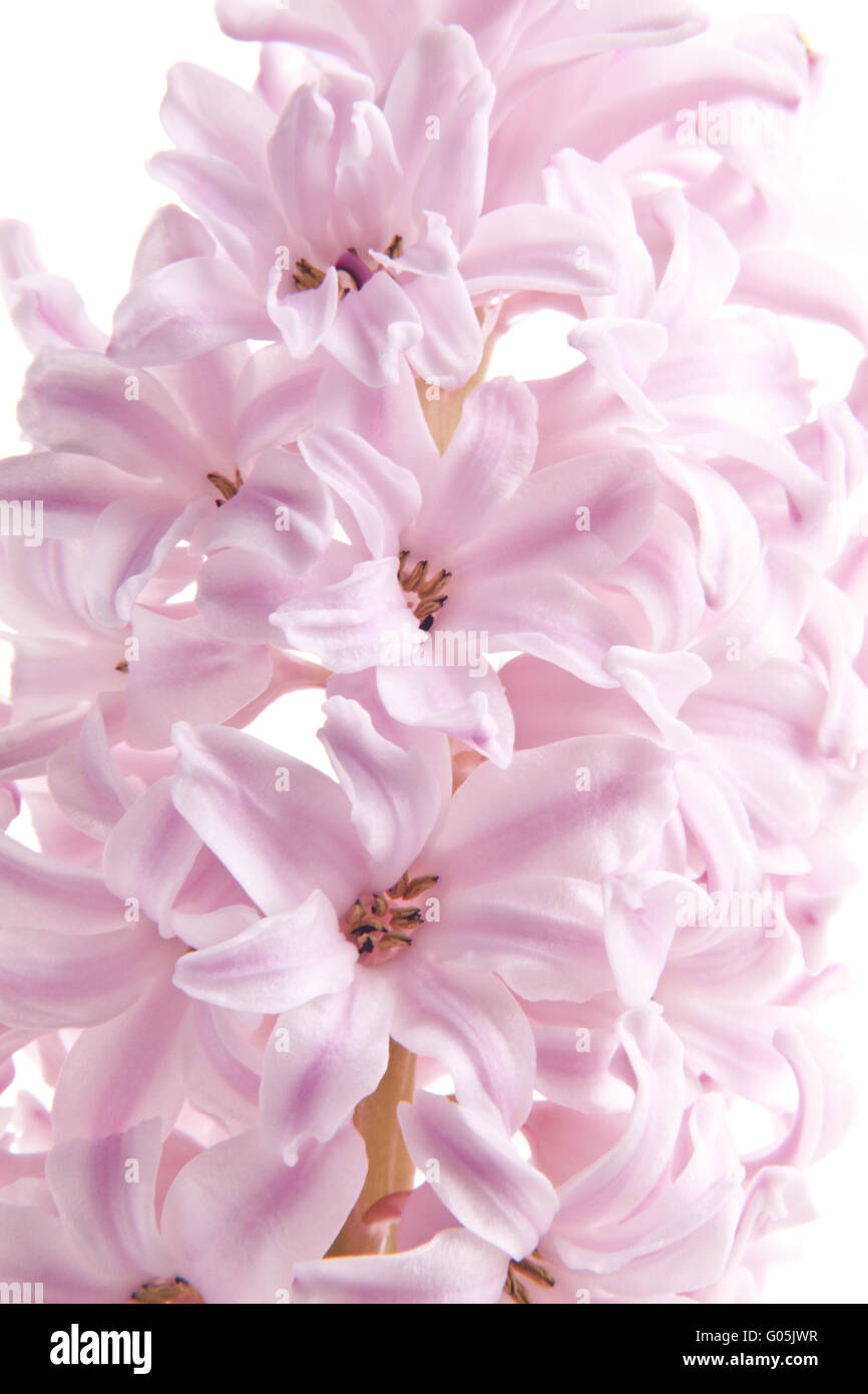 Pink hyacinth (hyacinthus orientalis) close up Stock Photo - Alamy