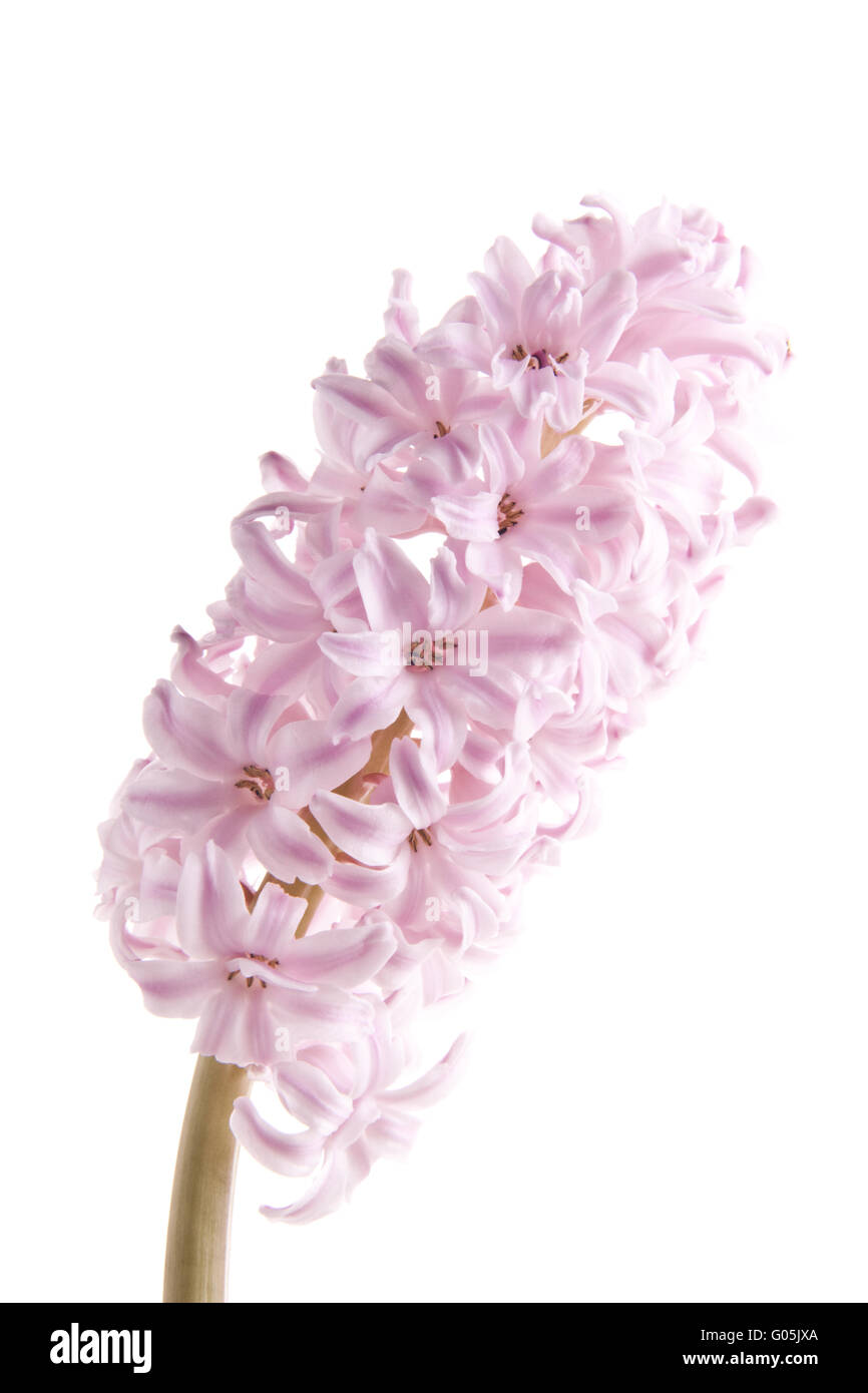 Pink hyacinth (hyacinthus orientalis) close up Stock Photo - Alamy