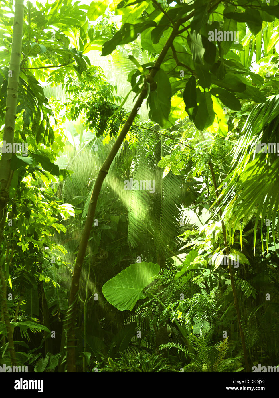 Congo rainforest plants hi-res stock photography and images - Alamy