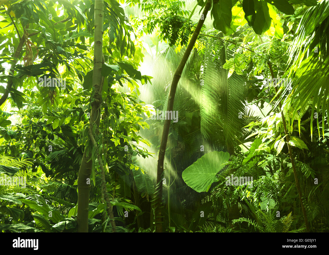 Congo rainforest landscape hi-res stock photography and images - Alamy