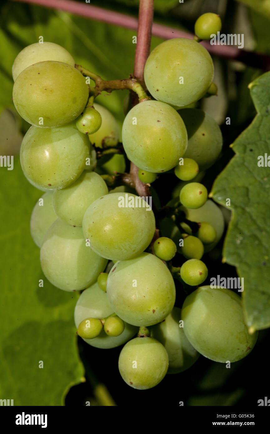 Grape Garden High Resolution Stock Photography and Images - Alamy