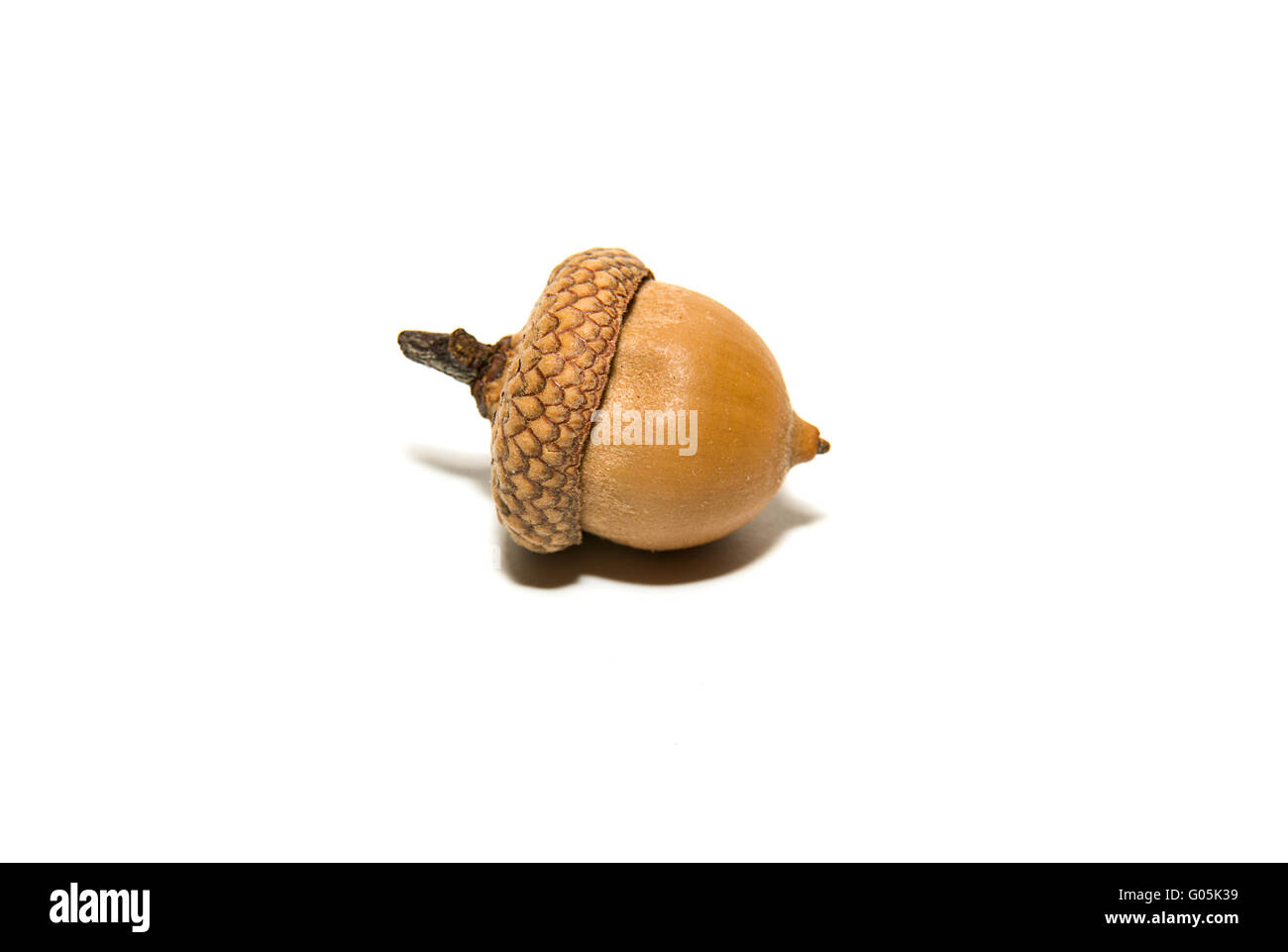 Acorn nut hi-res stock photography and images - Alamy