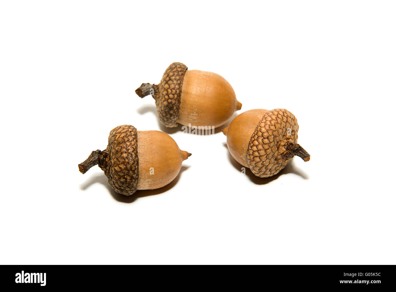 Three brown acorns with caps on over white Stock Photo - Alamy