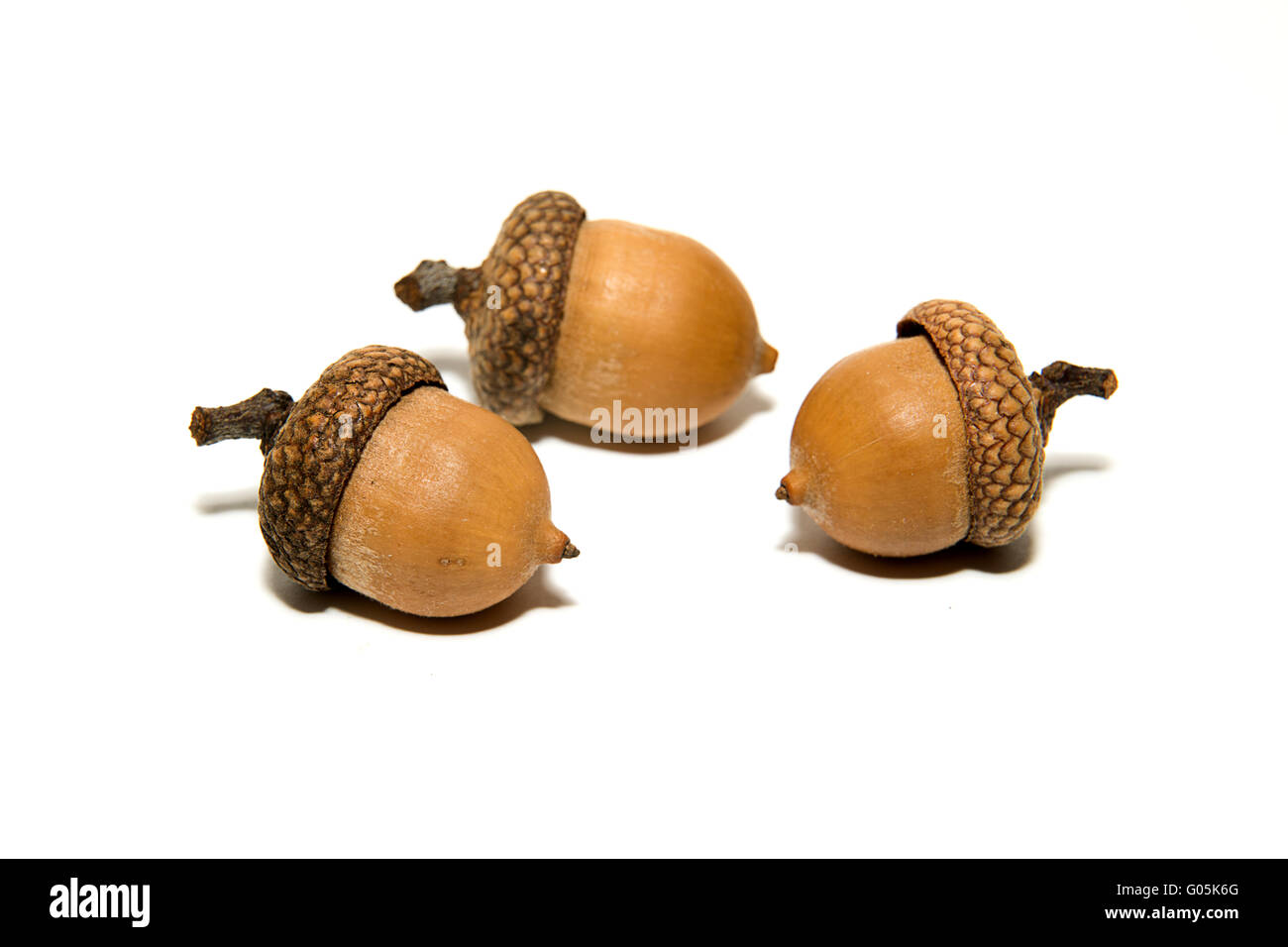 Three brown acorns with caps on over white Stock Photo - Alamy